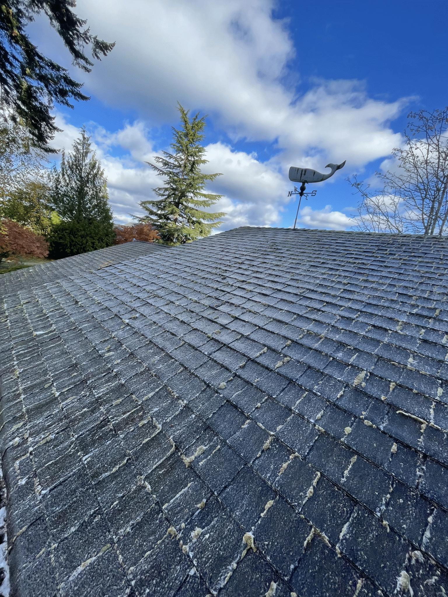 Johnny Tsunami Roof Cleaning Kitsap Services