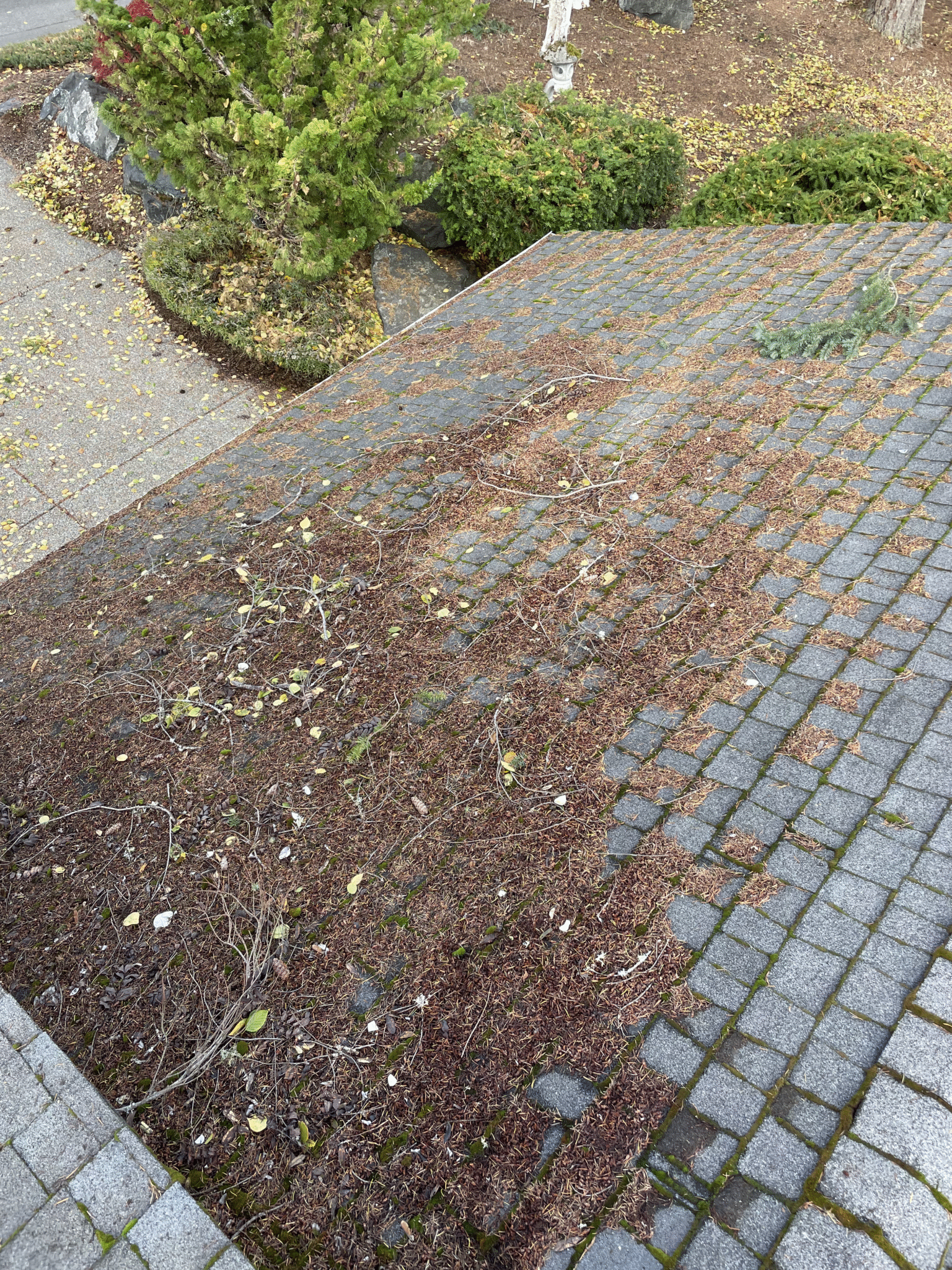 Johnny Tsunami Roof Cleaning Kitsap Services